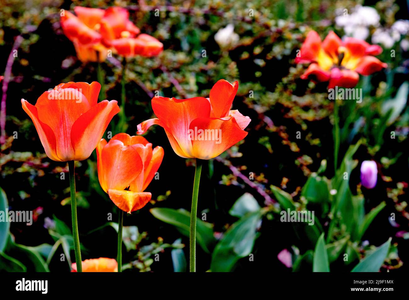 Bright saturated colour hi-res stock photography and images - Alamy