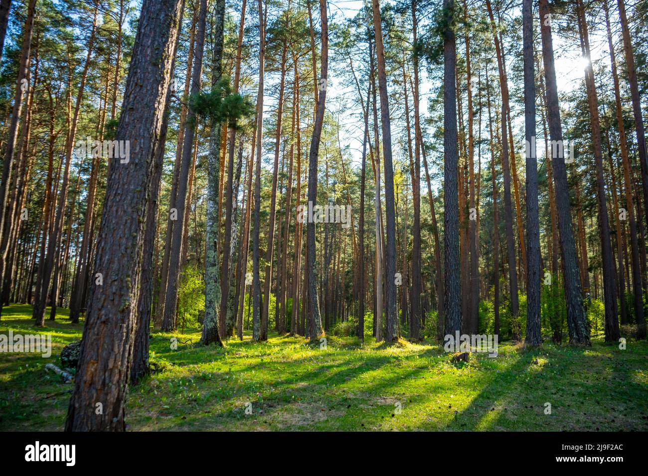 Forest with fir, spruce and pine in the Russian taiga of Gorny Altai ...