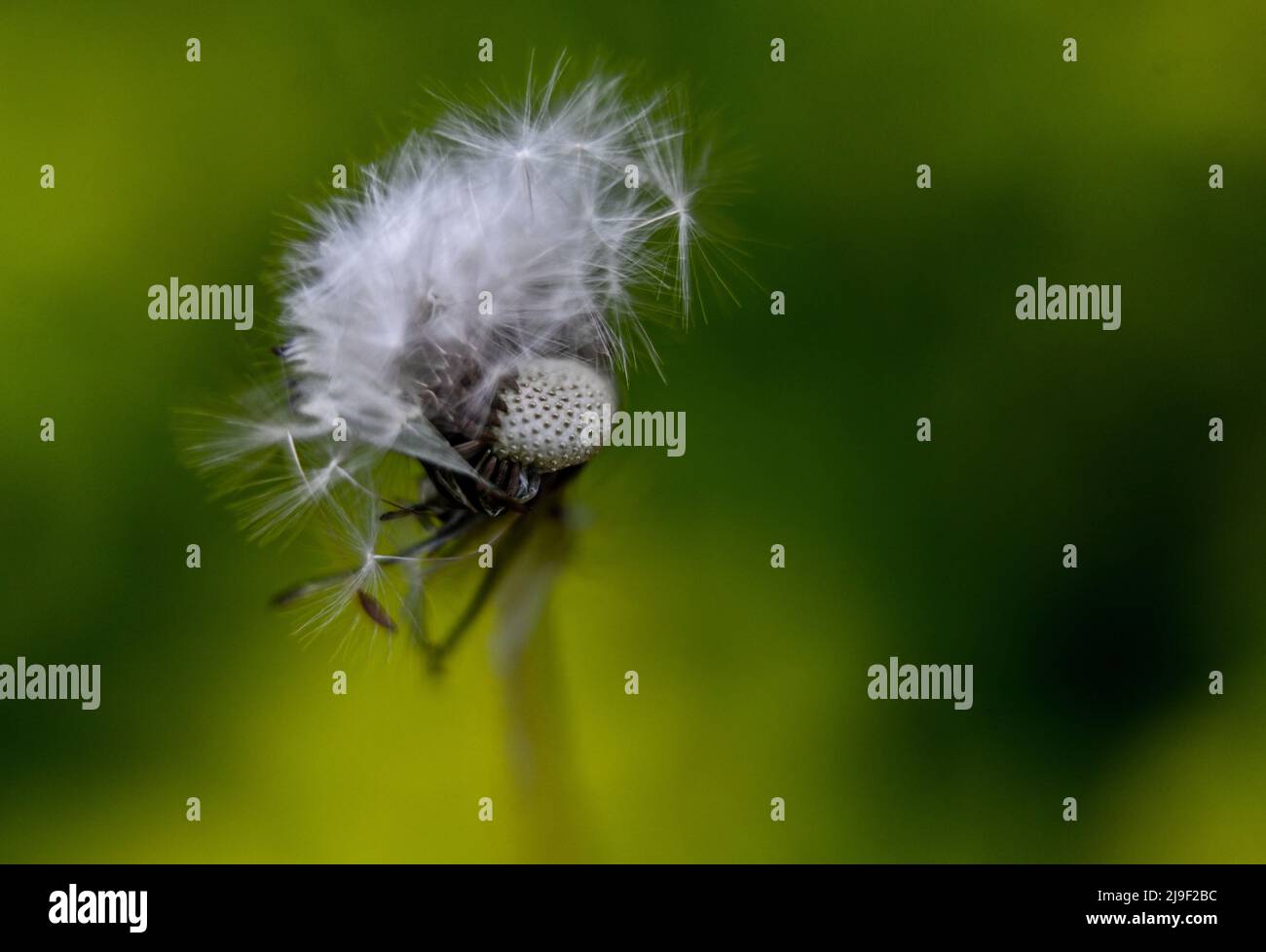 Macro photography of plants in sunny spring day Stock Photo - Alamy