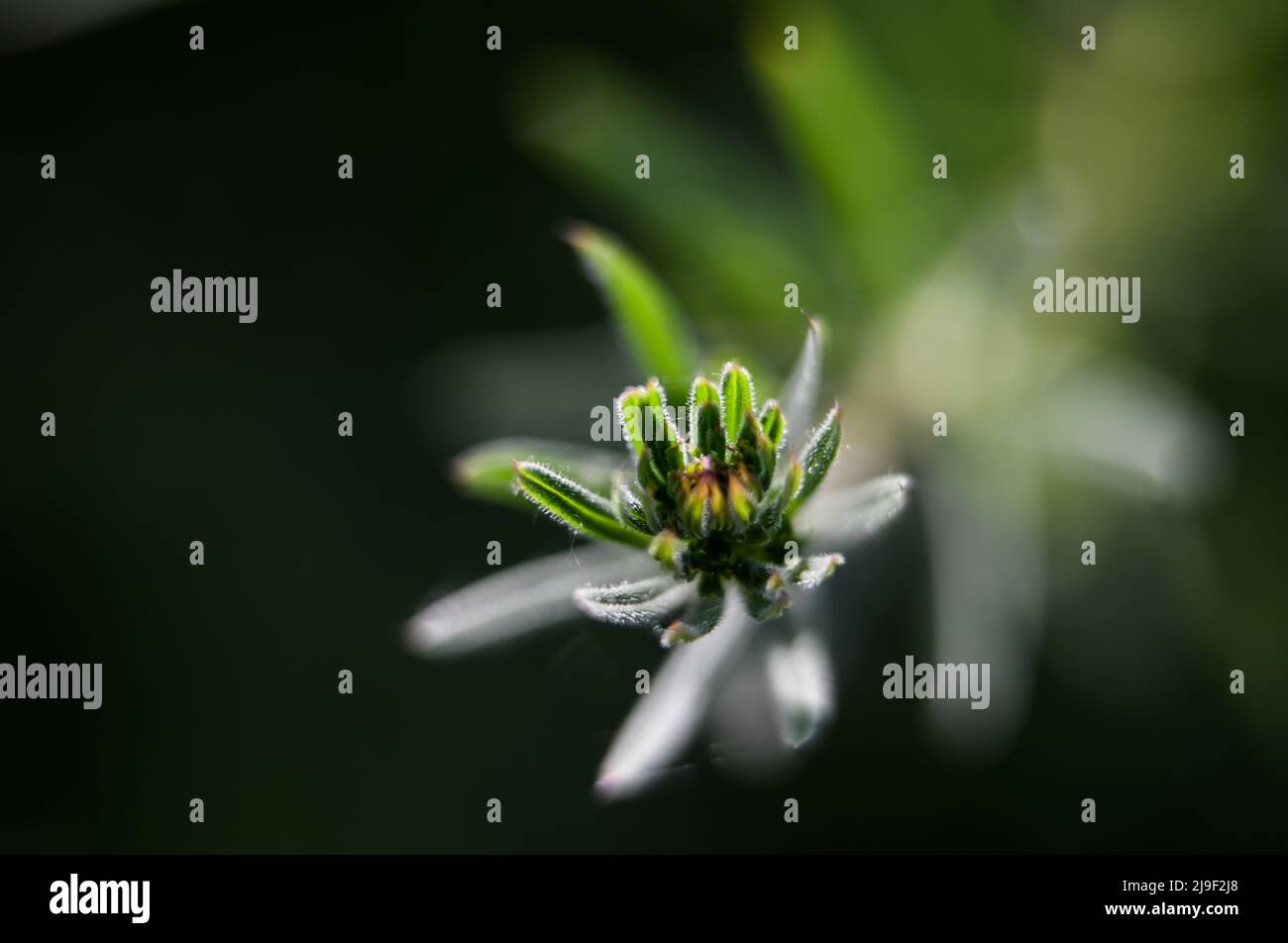 Macro photography of plants in sunny spring day Stock Photo - Alamy