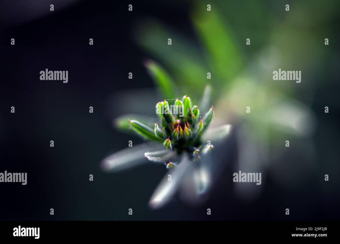 Macro photography of plants in sunny spring day Stock Photo - Alamy