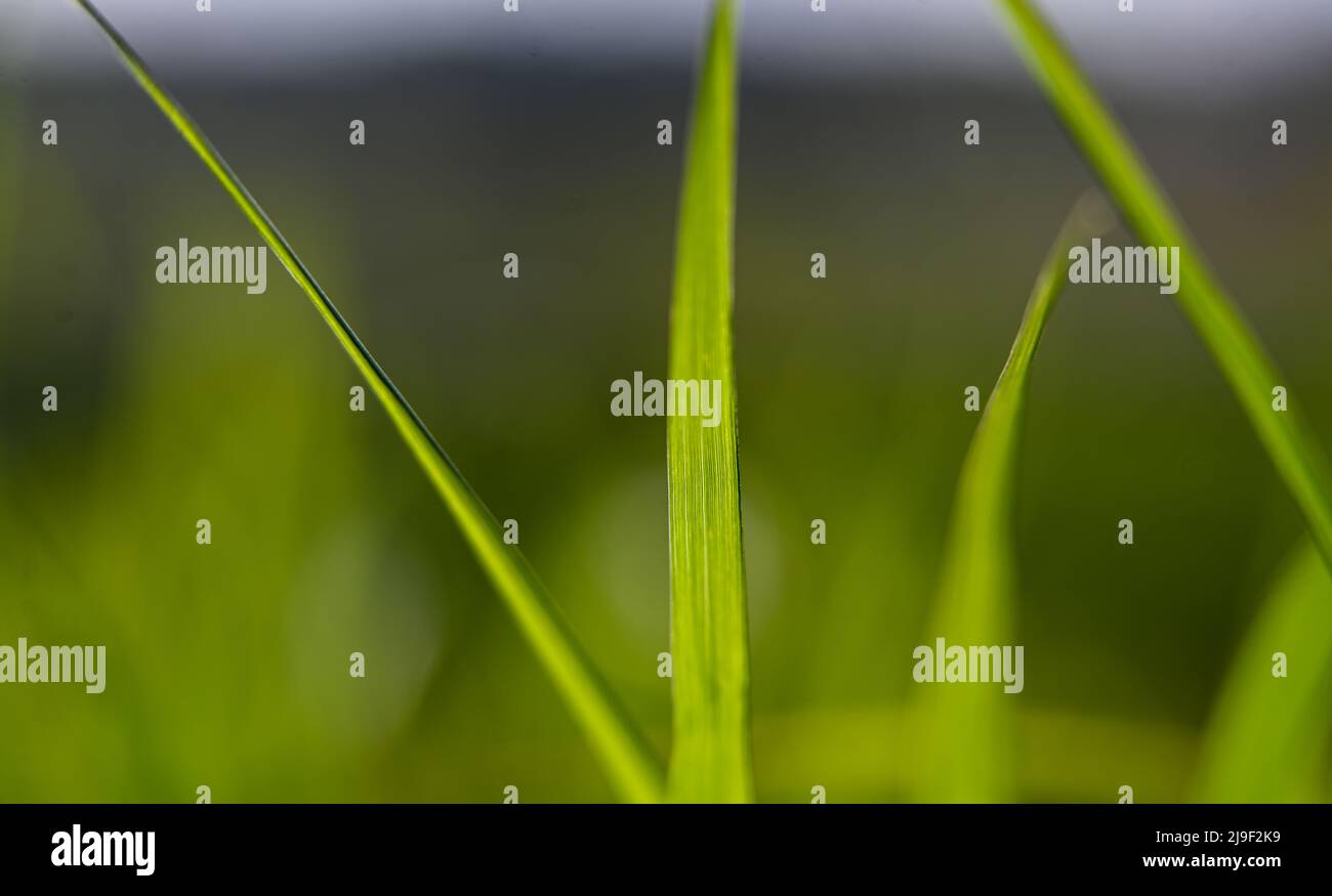 Macro photography of plants in sunny spring day Stock Photo - Alamy