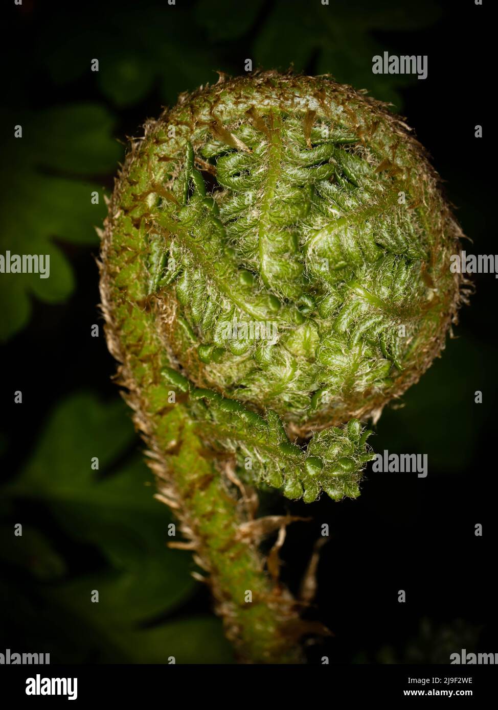 Fiddlehead fern botany hi-res stock photography and images - Alamy