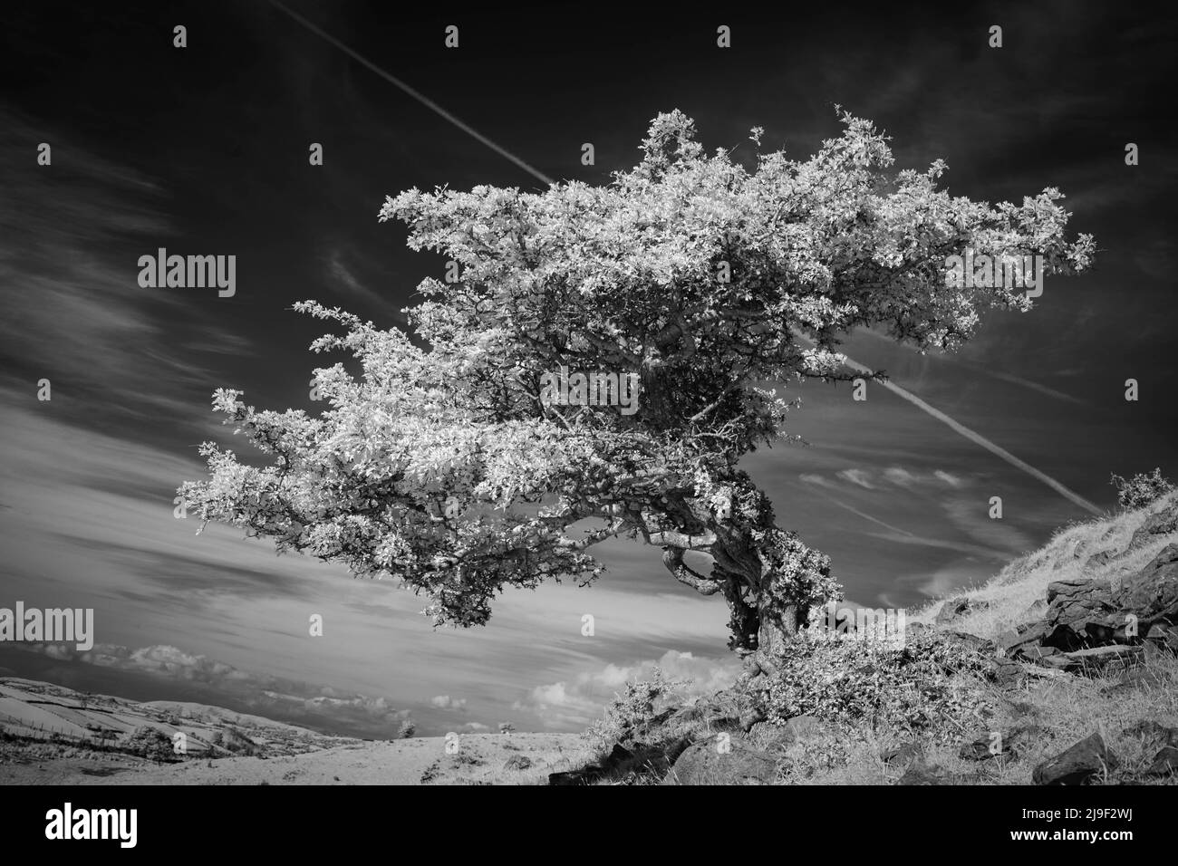 Infrared Thorn Tree Stock Photo - Alamy