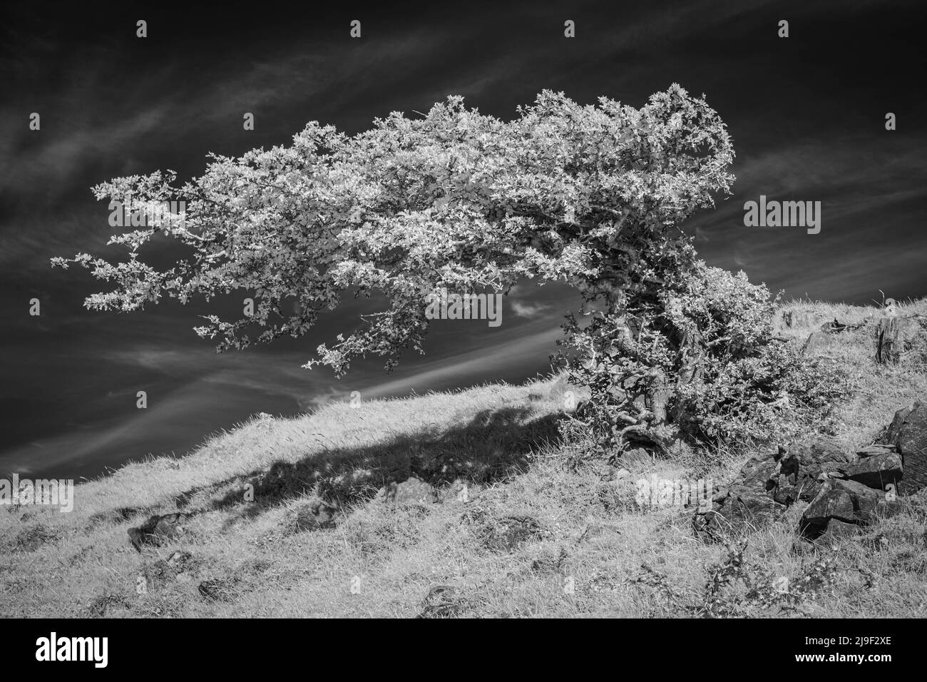 Infrared Thorn Tree Stock Photo - Alamy