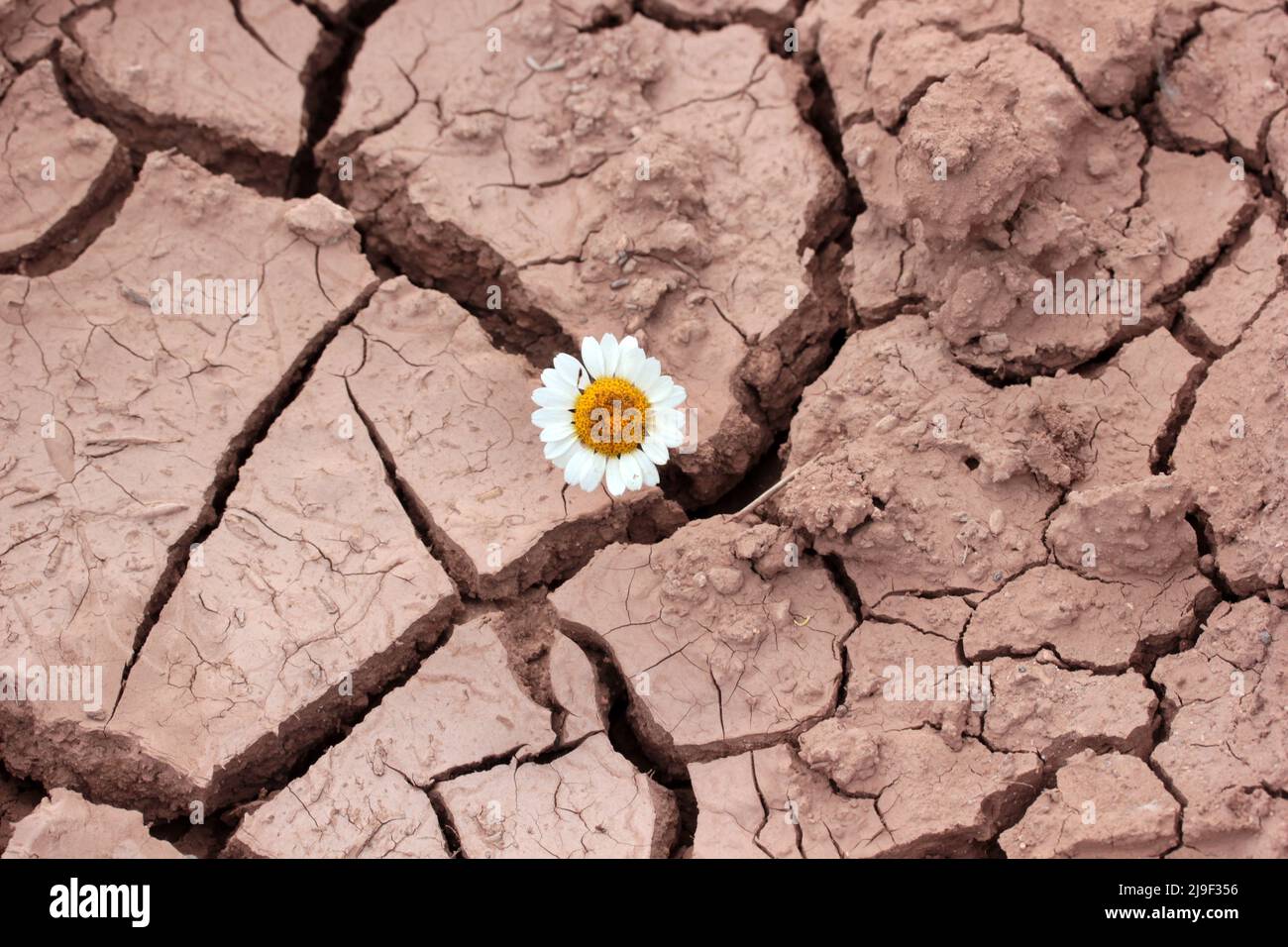 dry soil with daisy flower Stock Photo - Alamy