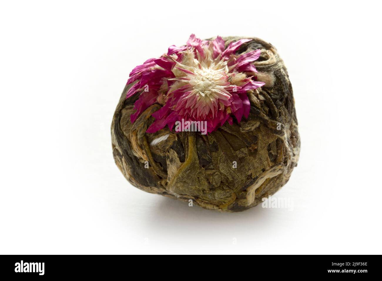 Flower tea plant camellia Cut Out Stock Images & Pictures - Alamy