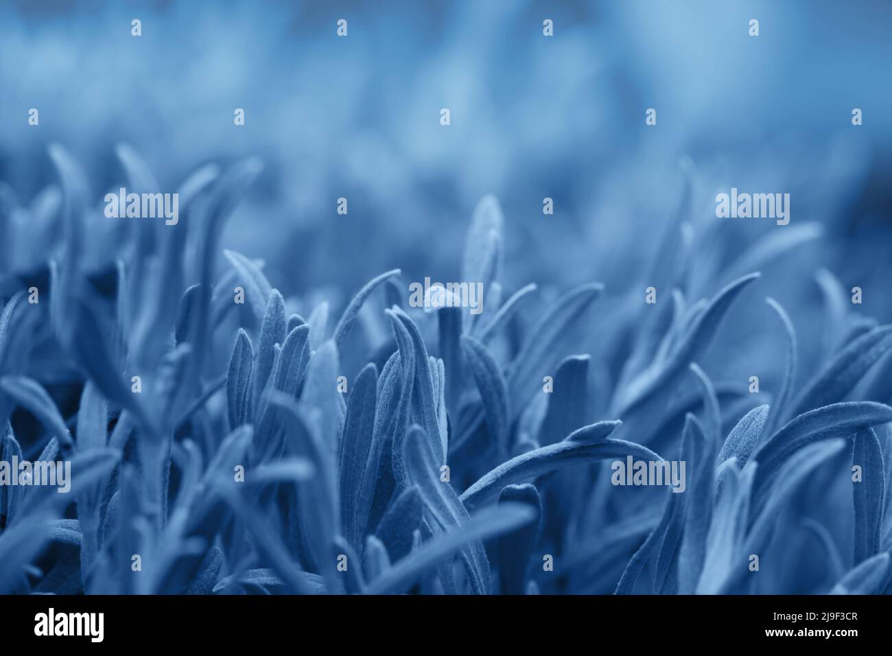 Cool Colors Photography