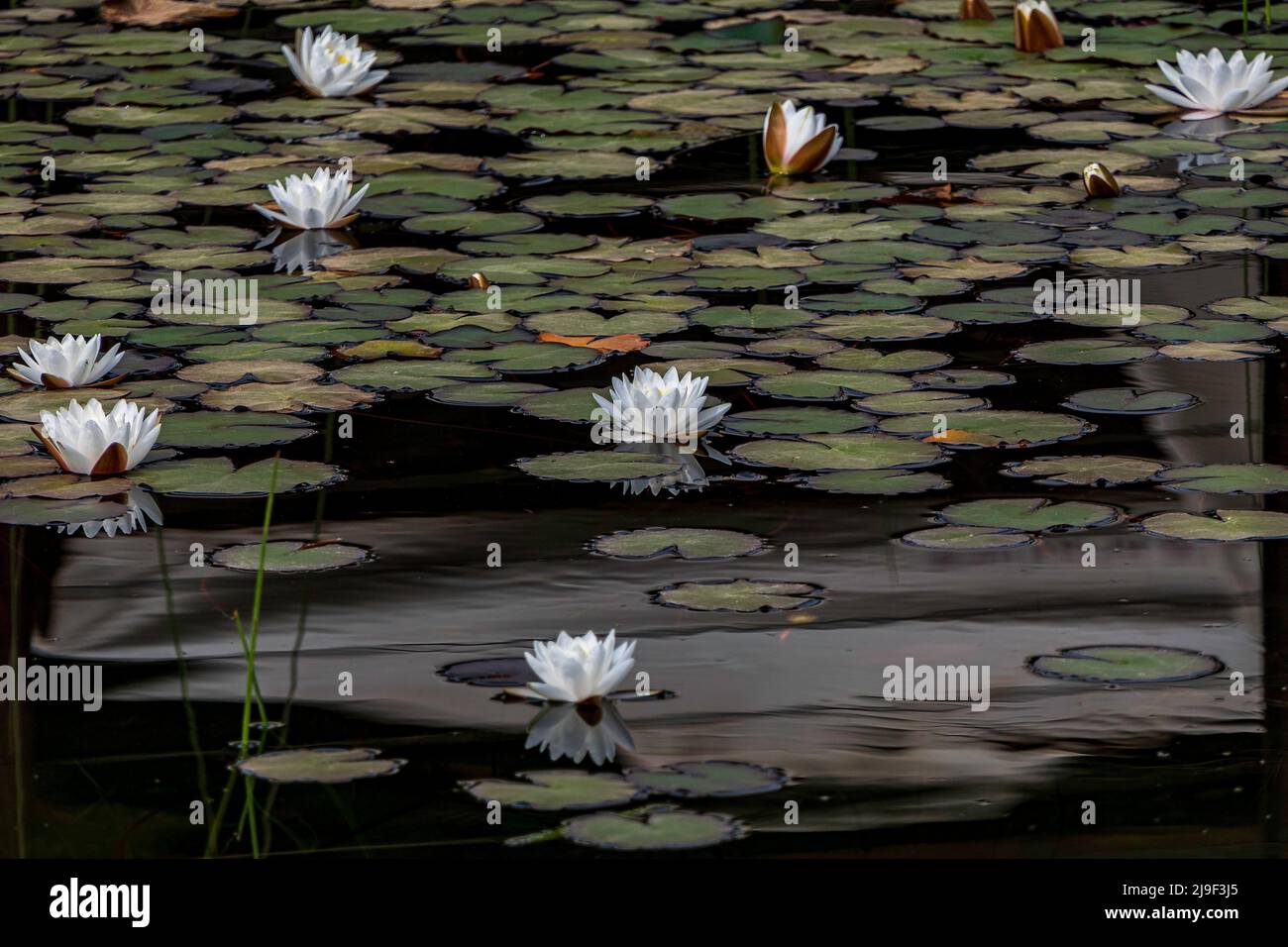 white Egyptian lotus water lily flower with leaves floating in the ...