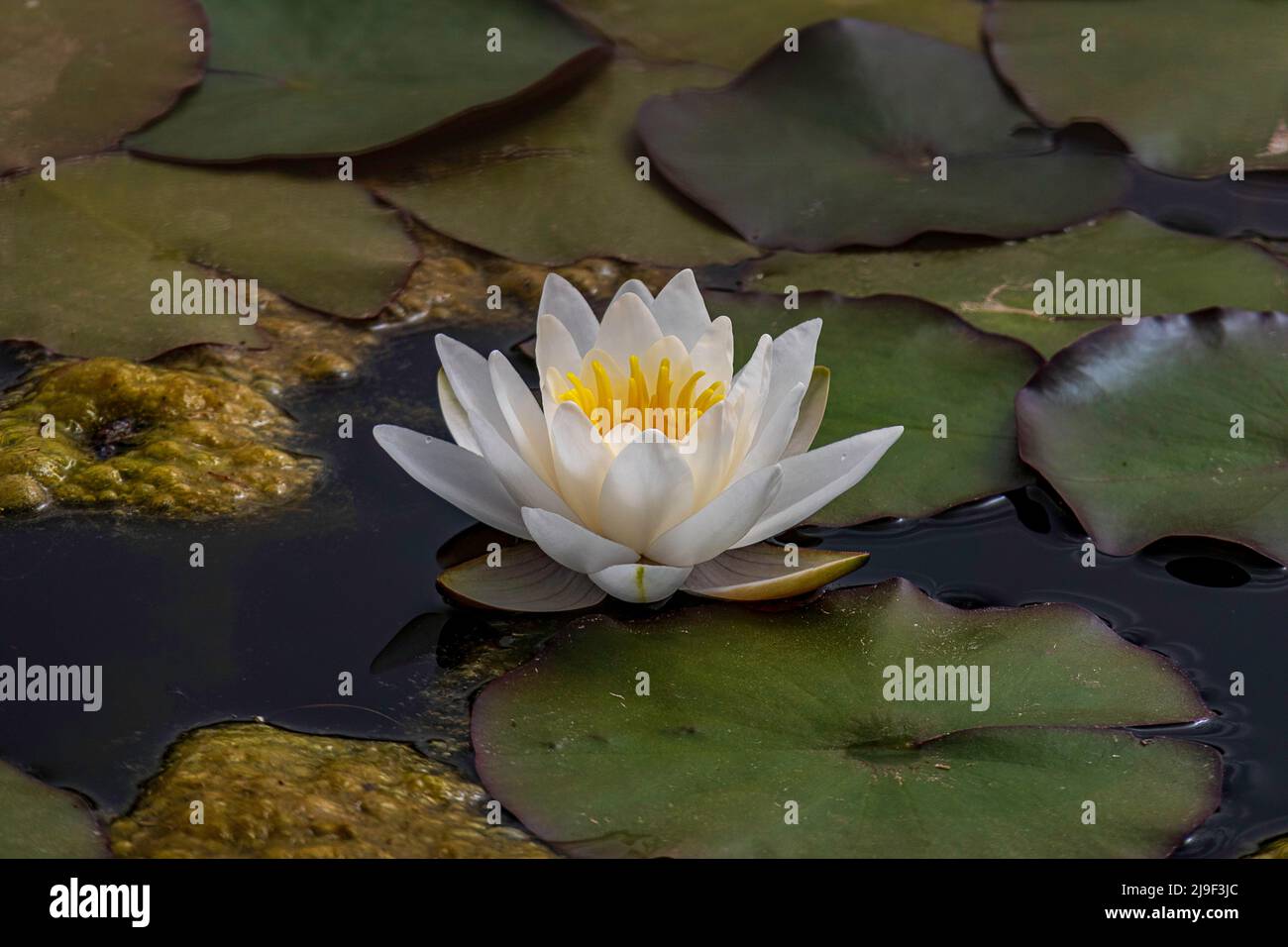white Egyptian lotus water lily flower with leaves floating in the ...