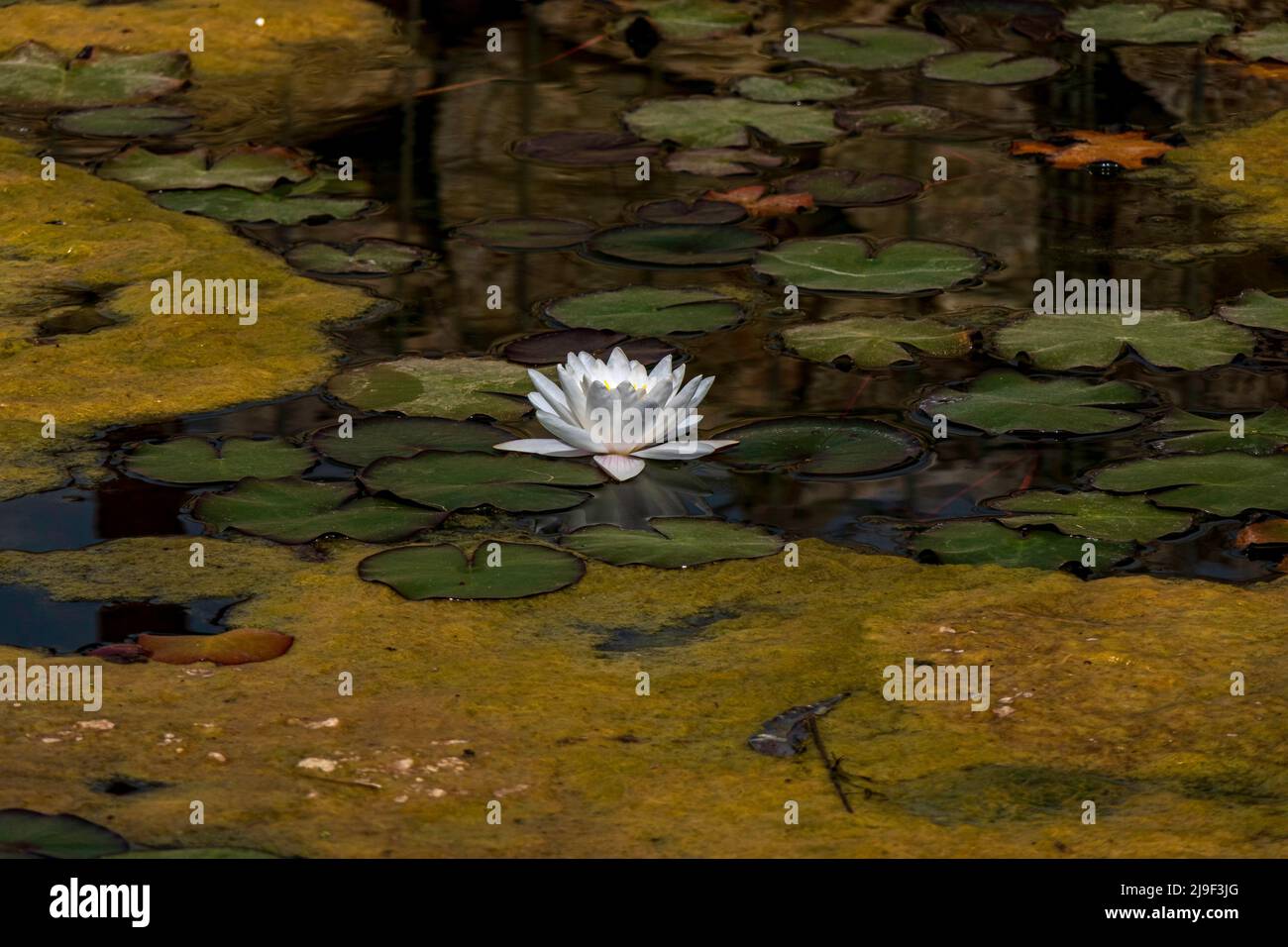 white Egyptian lotus water lily flower with leaves floating in the ...