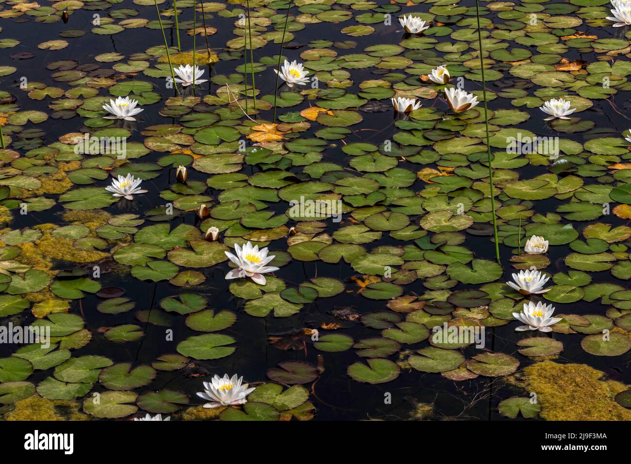 white Egyptian lotus water lily flower with leaves floating in the ...