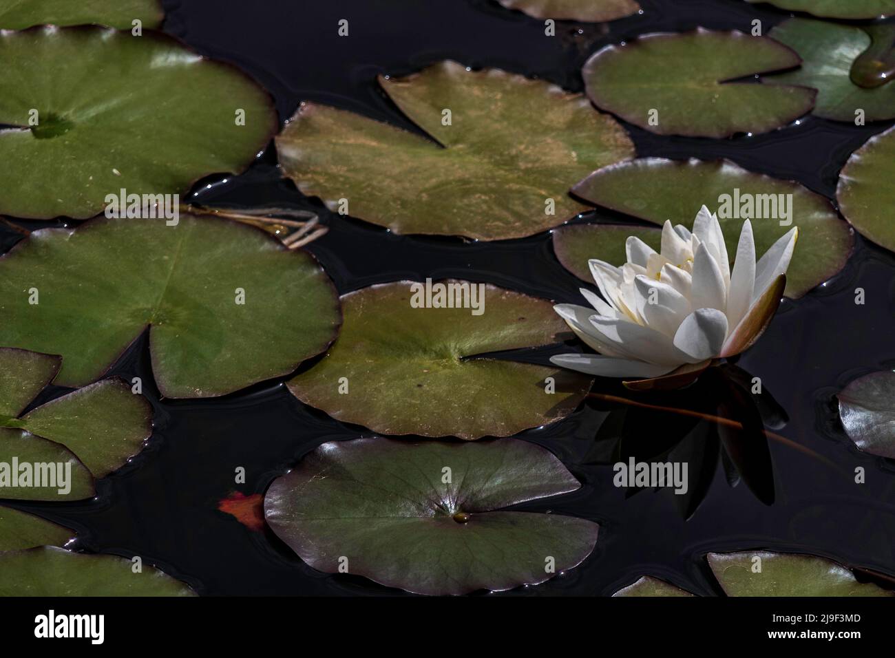 white Egyptian lotus water lily flower with leaves floating in the ...
