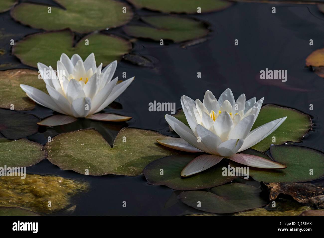 white Egyptian lotus water lily flower with leaves floating in the ...
