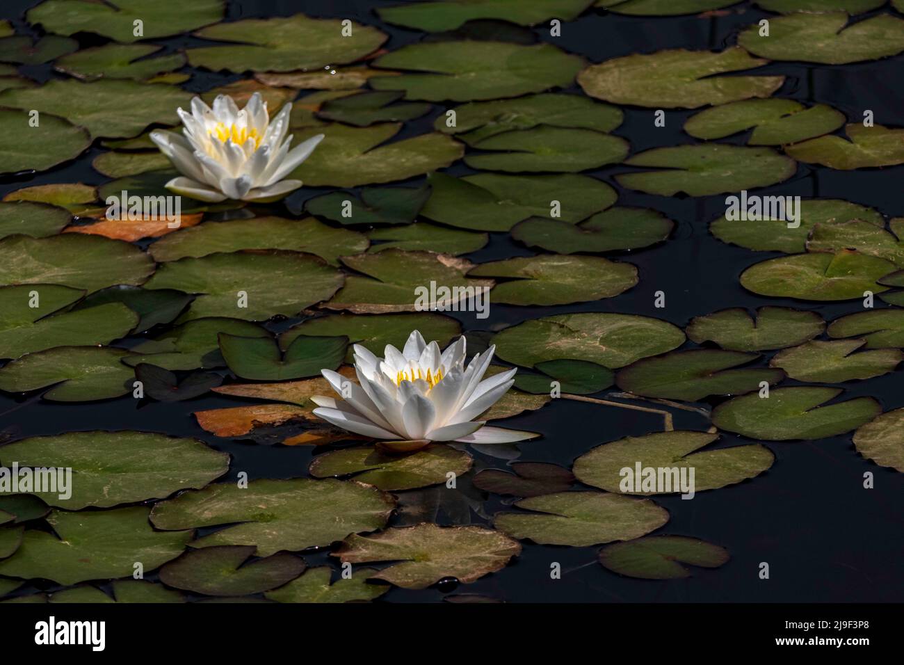 white Egyptian lotus water lily flower with leaves floating in the ...