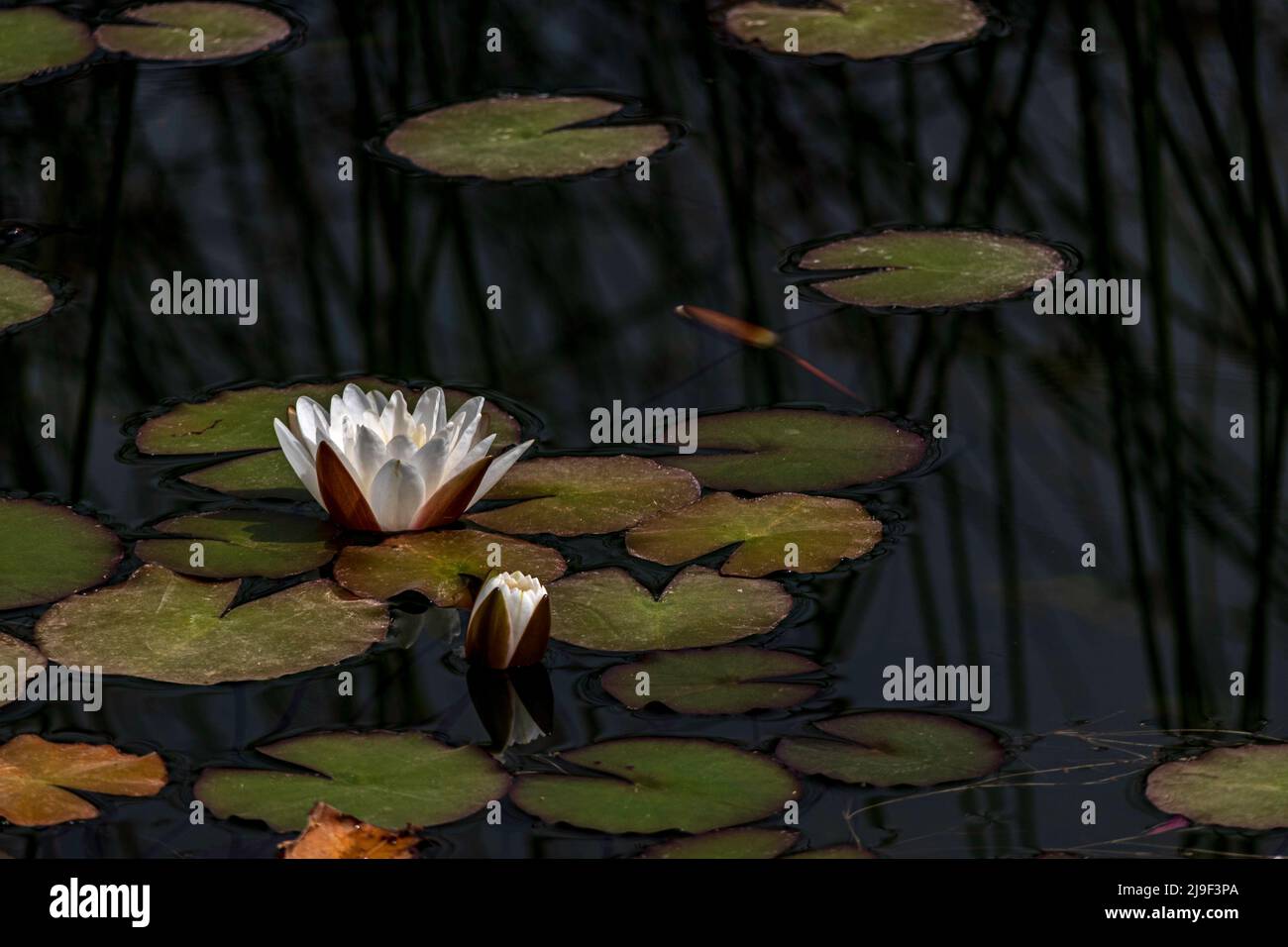 white Egyptian lotus water lily flower with leaves floating in the ...