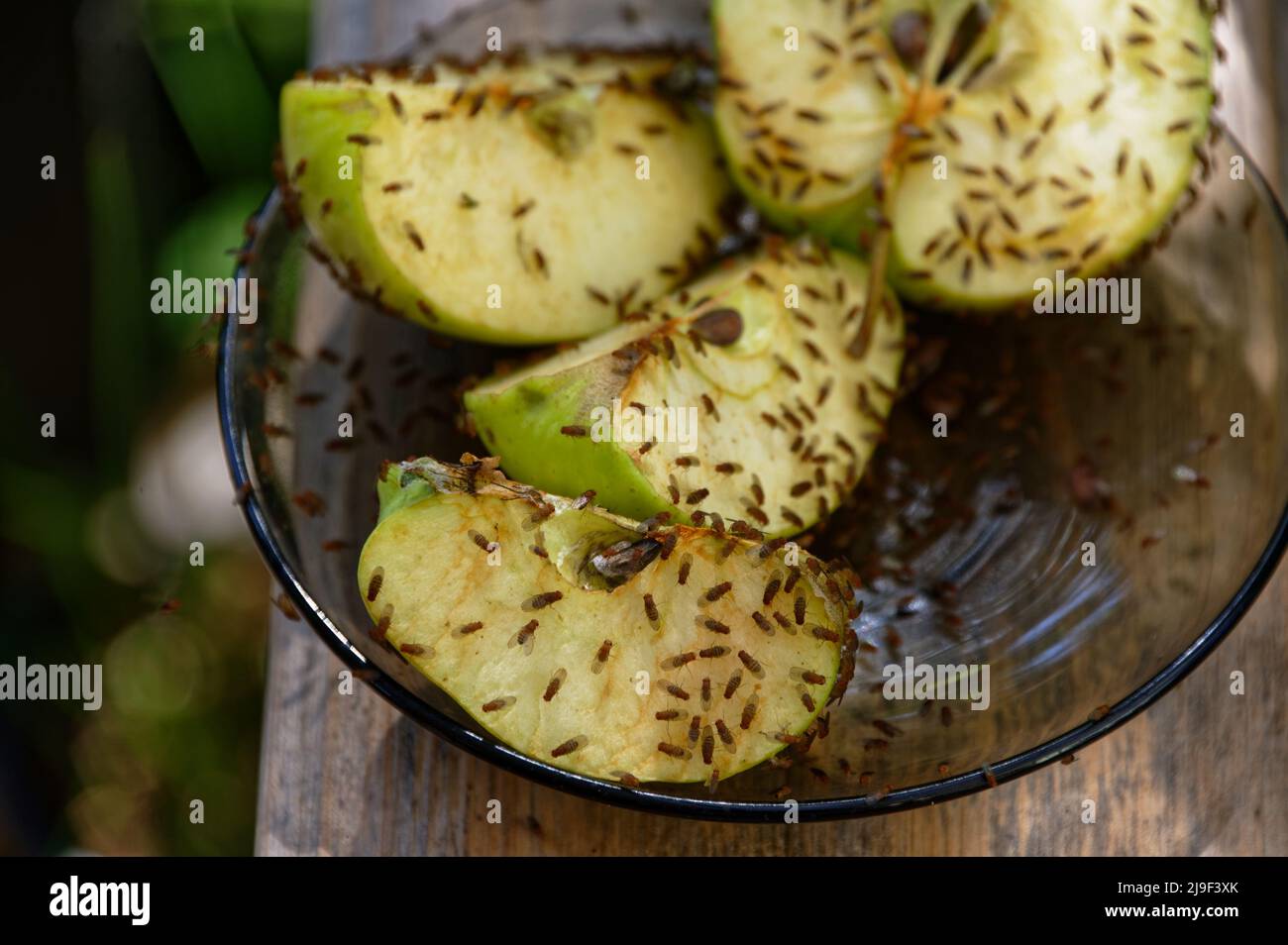 Dont waste food hi-res stock photography and images - Alamy