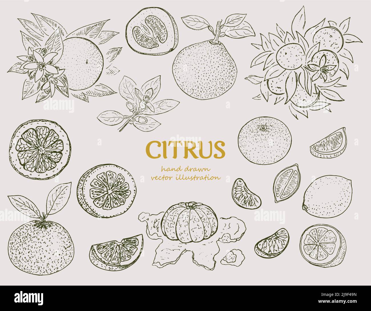 Hand drawn citrus botanical set with orange lime lemon mandarin and ...