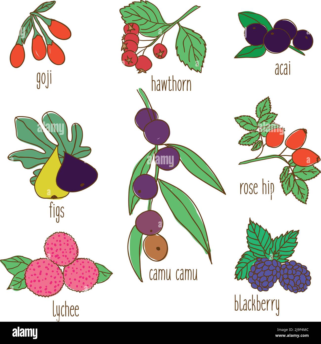 Colored hand drawn botanical food set with organic exotic tropical and ...