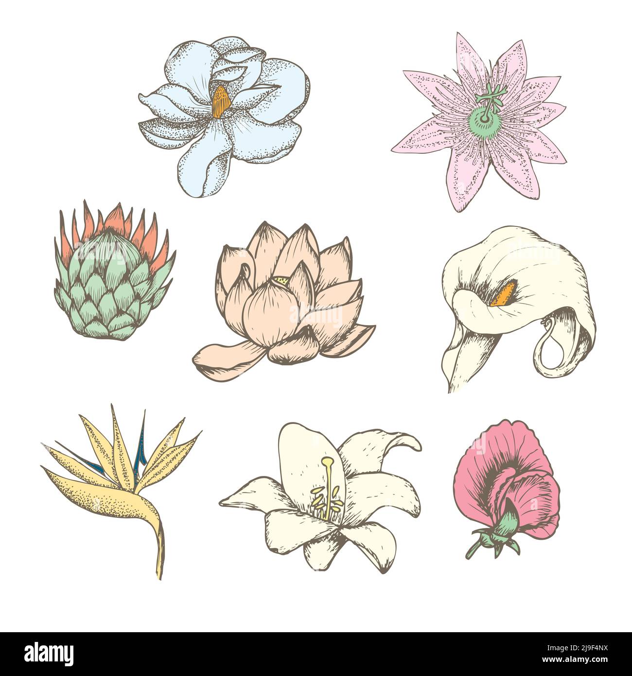 Colored drawing botanical exotic flowers set with protea magnolia ...