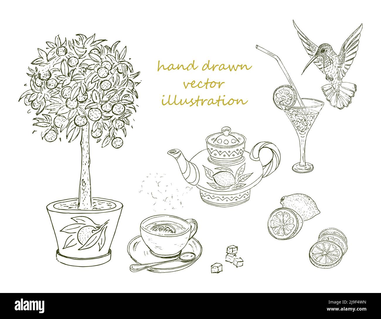 Hand drawn citrus elements set with orange tree tropical cocktail lemon ...