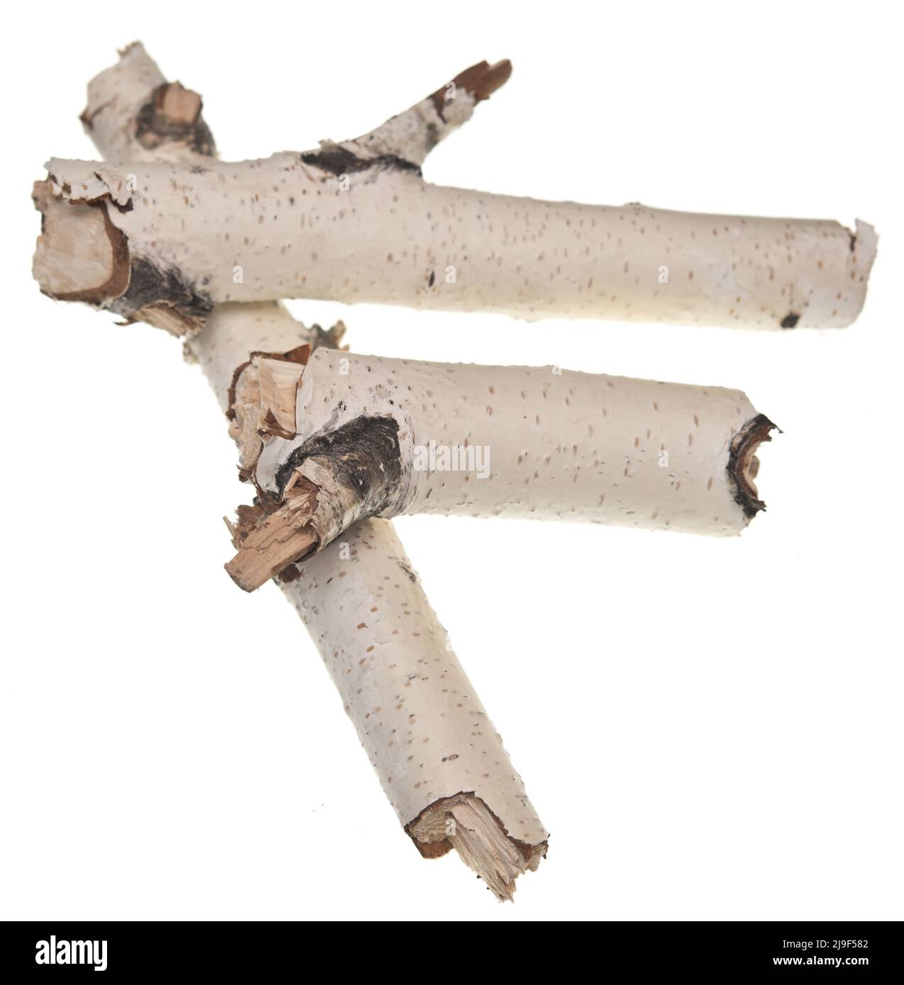 Birch sticks isolated on white background Stock Photo - Alamy