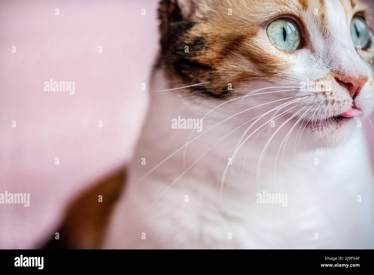 Calico cats hi-res stock photography and images - Alamy