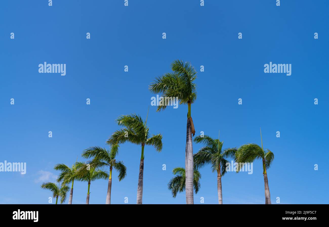 summer palm trees on blue sky background. summertime concept Stock ...