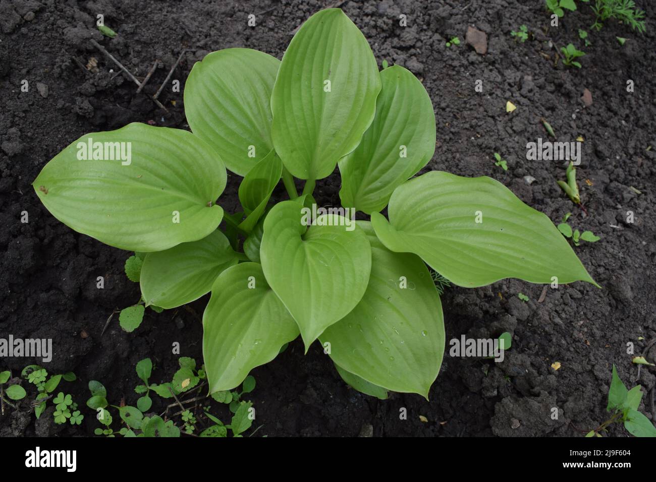 Green bush Hosta. Hosta leaves. Nature background image. Beautiful ...