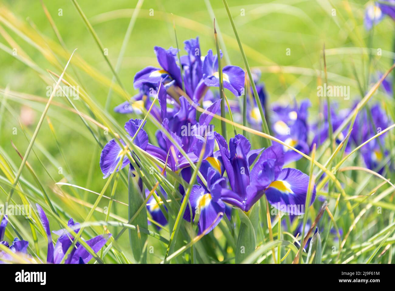 violet iris spring flowers on green natural background Stock Photo - Alamy