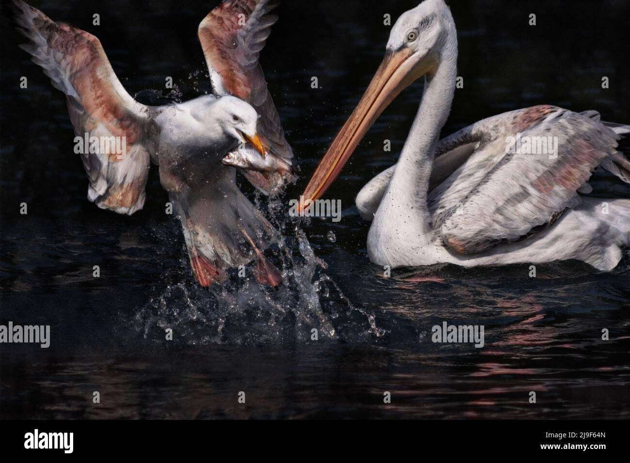 Mixed media photograph and digital art image of a gull stealing a fish ...