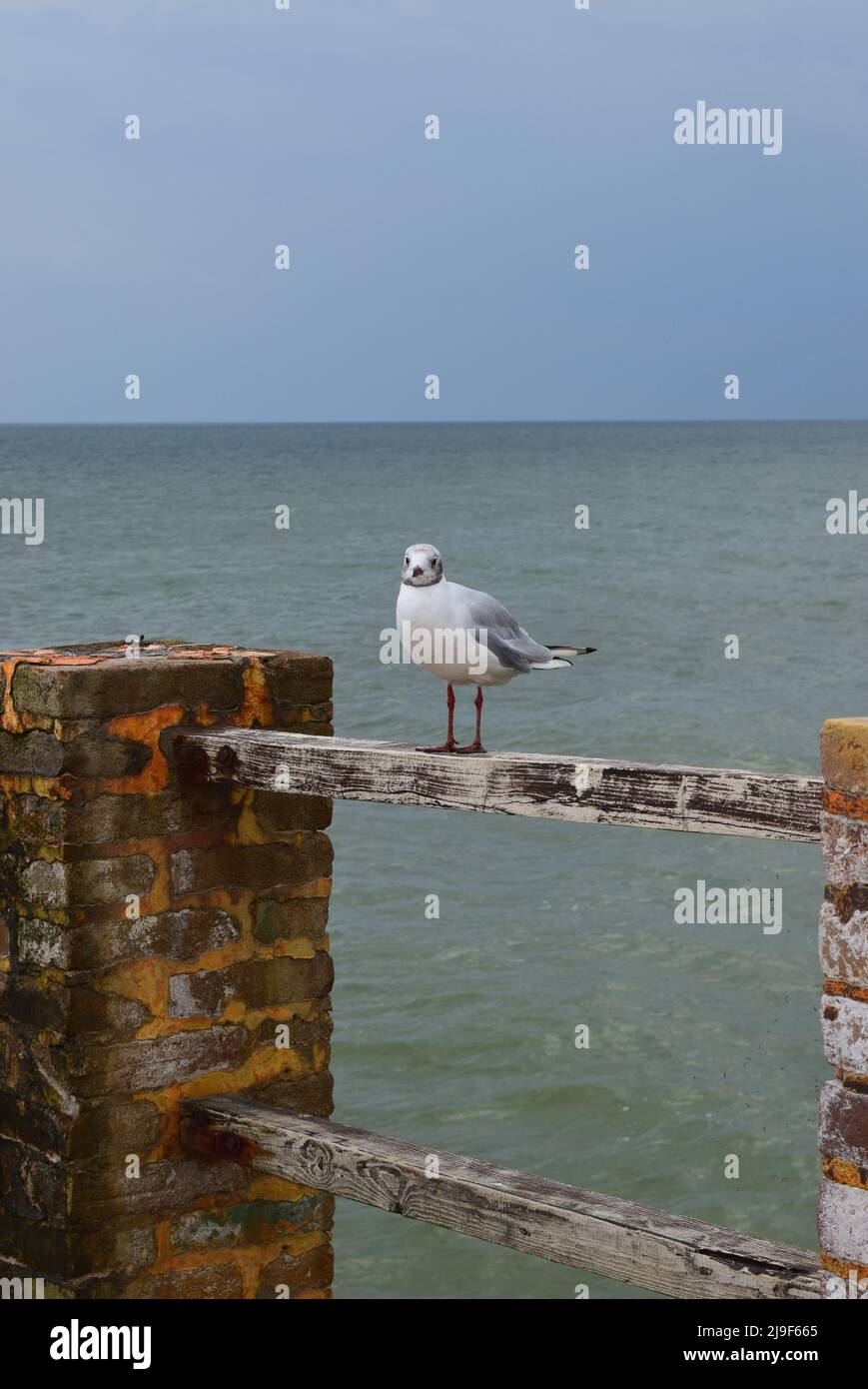 One seagull sits on a old sea pier. The European herring gull, Seagull ...