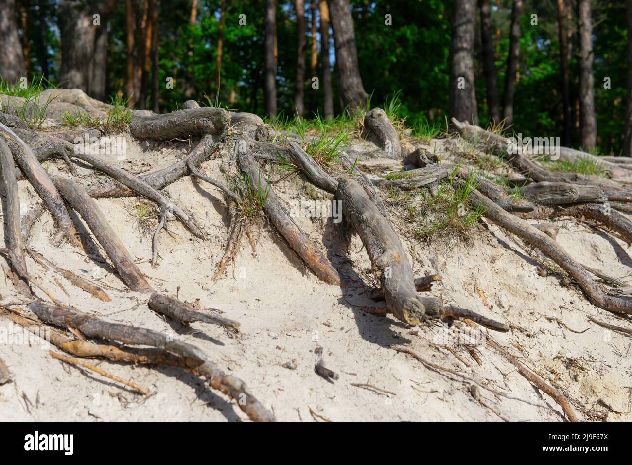 Exposed large root system hi-res stock photography and images - Alamy