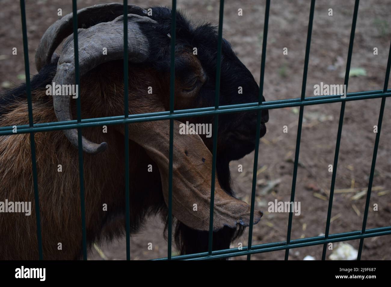 Portrait of a ram ,furry tur with curved big horns. Mountain sheep ...