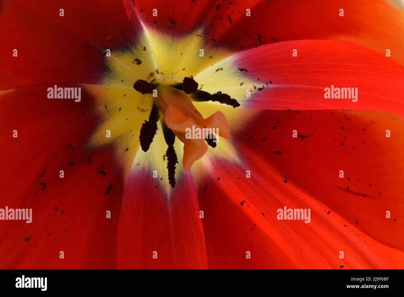 Red tulip flower head. Open tulip flower head with pistils and stamens. Top view macro image ...