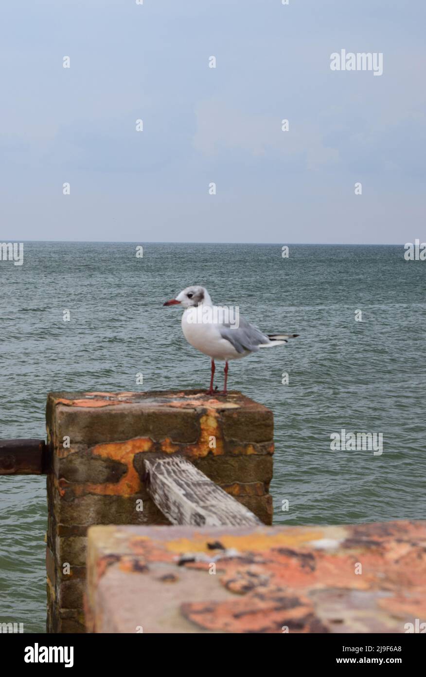 One seagull sits on a old sea pier. The European herring gull, Seagull ...