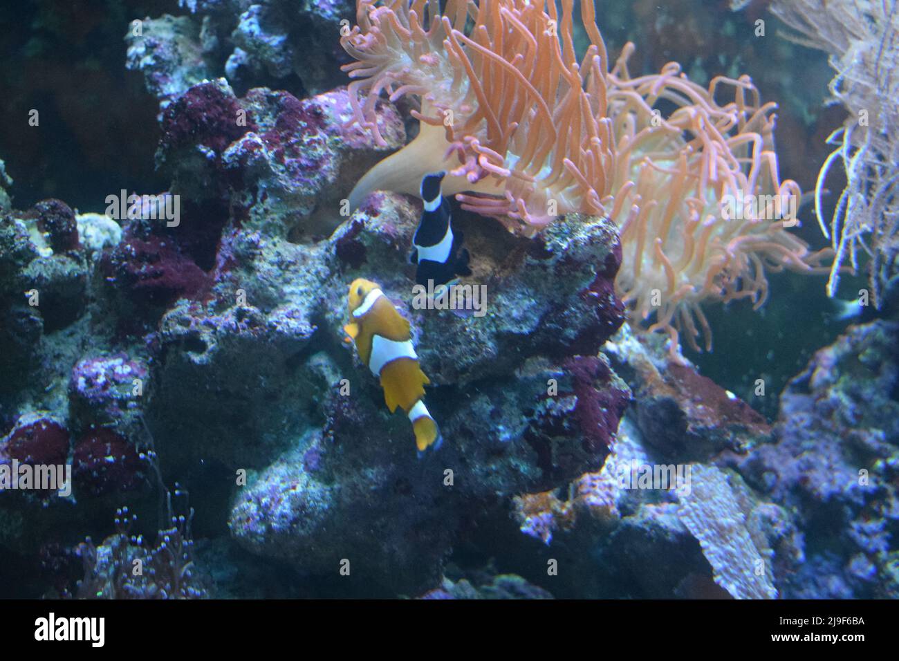 Ocellaris clownfish, Amphiprion ocellaris, also known as the false ...