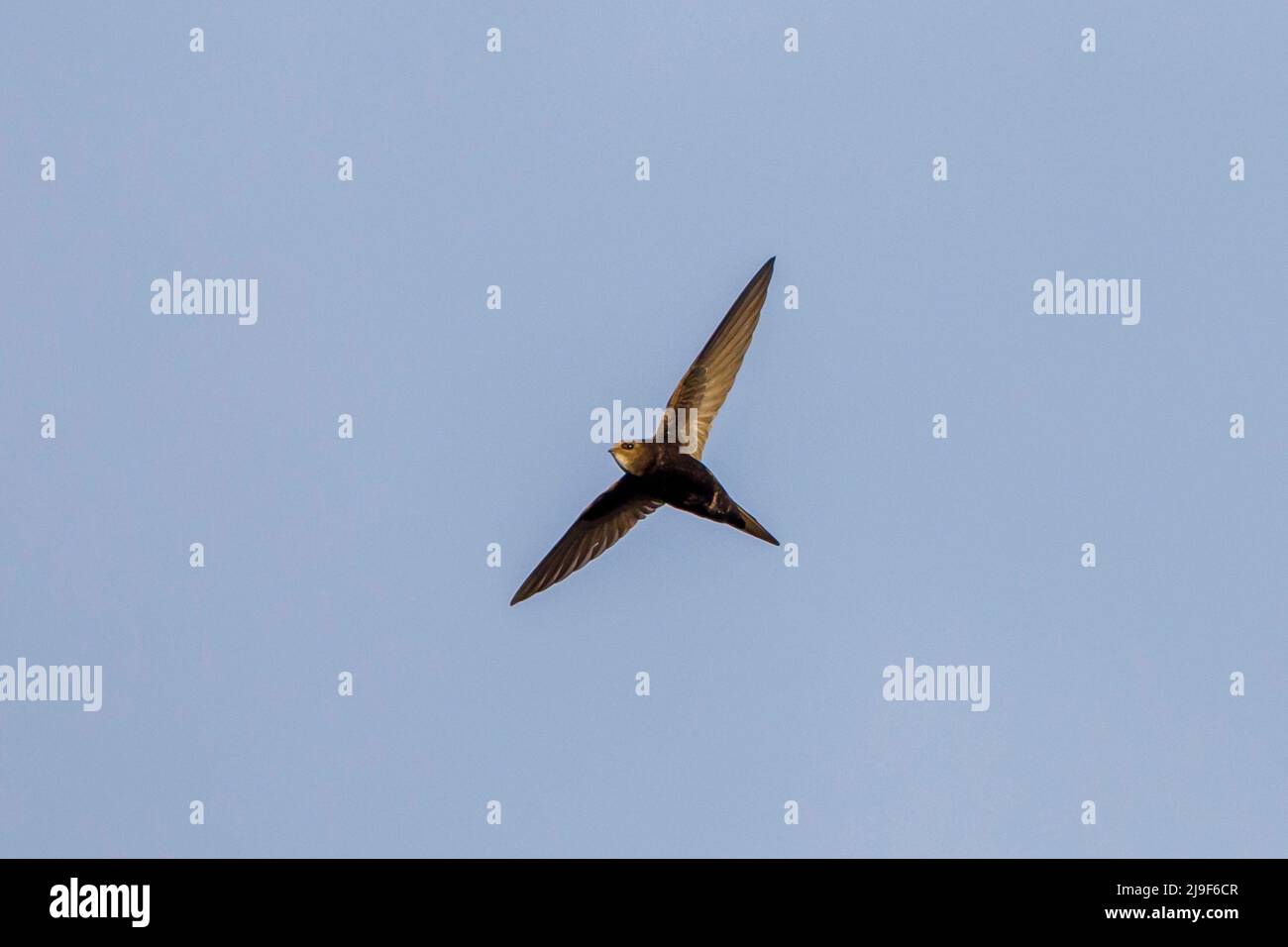 Apus apus uk flying hi-res stock photography and images - Alamy