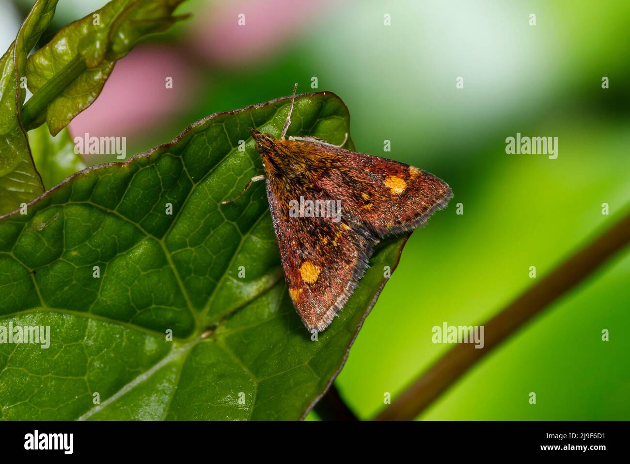 Mint moth (Pyrausta aurata) England, UK Stock Photo - Alamy