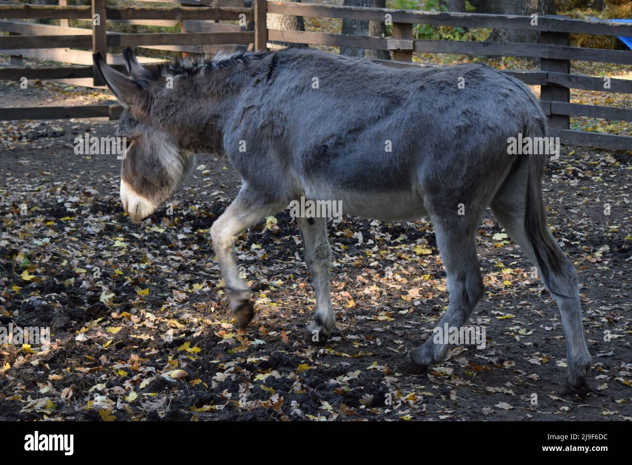 Curious Donkeys on a farm. Donkey pose for the camera Stock Photo - Alamy