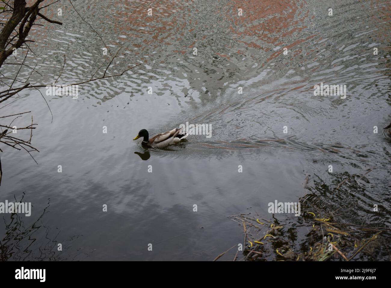 Wild duck males in dirty river water. Ducks in their natural habitat ...