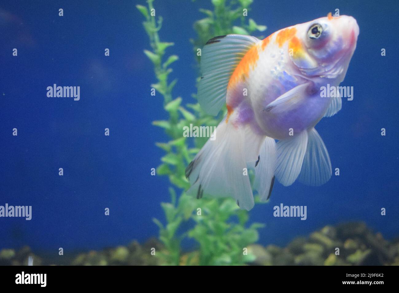 Freshwater aquarium fish, goldfish from Asia in aquarium.The goldfish ...