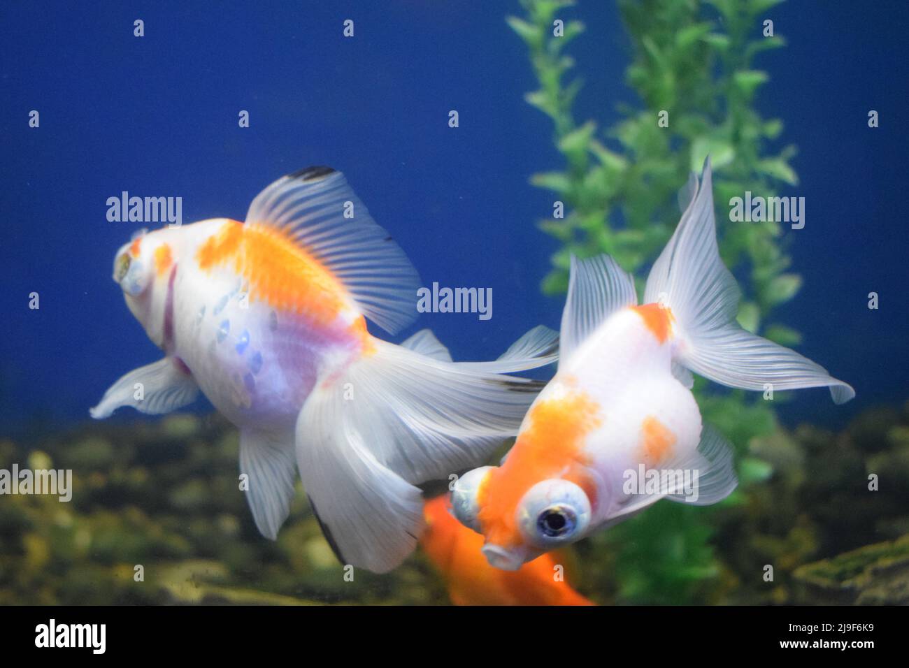 Freshwater aquarium fish, goldfish from Asia in aquarium Stock Photo ...