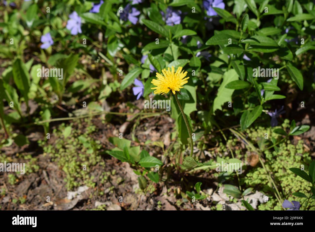 Vinca minor (common names lesser periwinkle, dwarf periwinkle, small ...