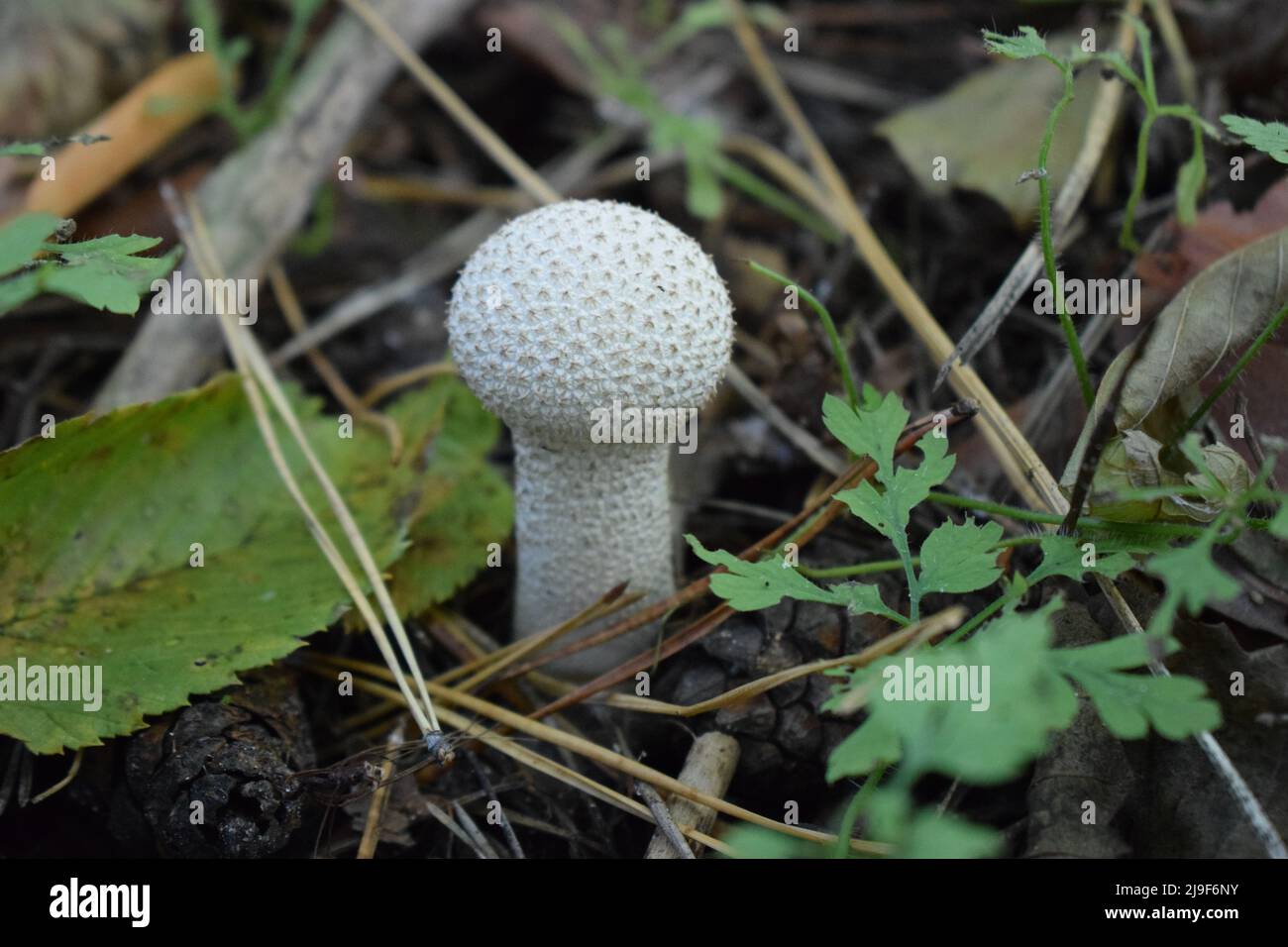 Lycoperdon perlatum, popularly known as the common puffball, emerging ...