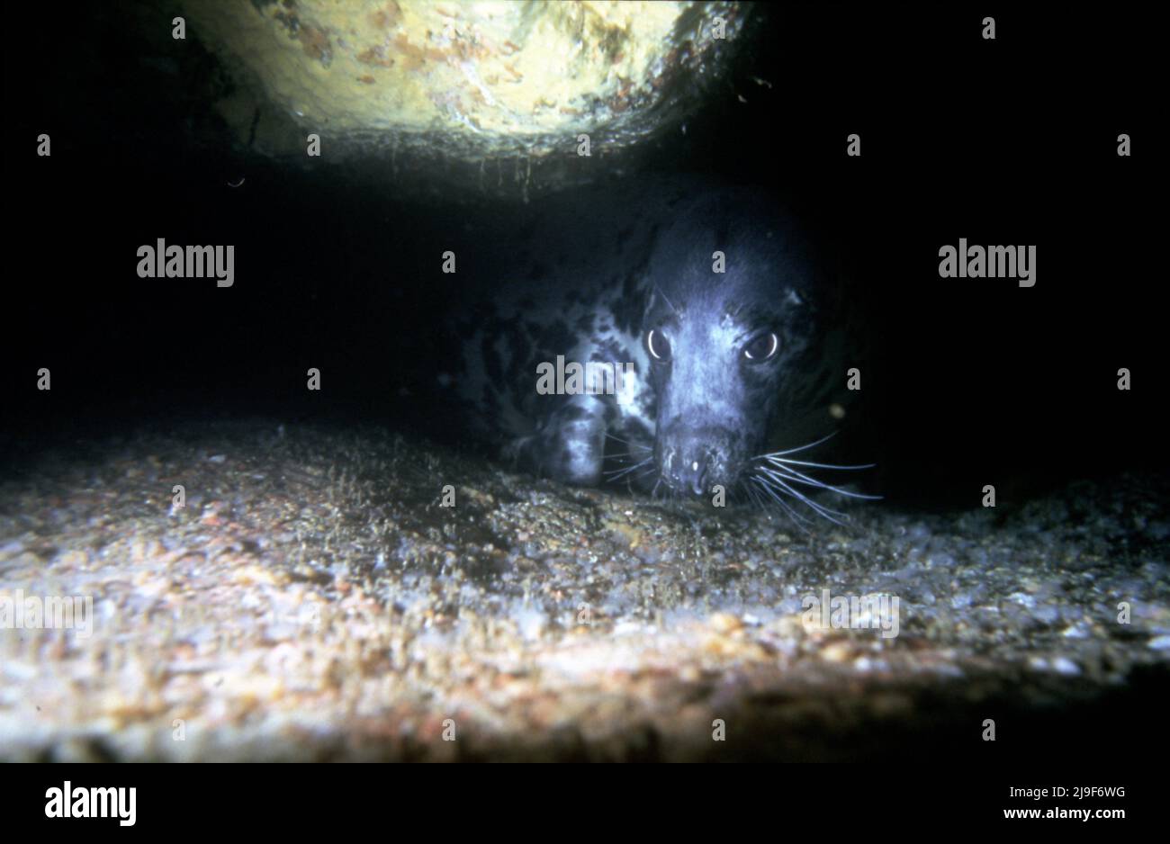 The grey seal, Phocidae, Sleep underwater. Found here wedged between two rock surfaces taking ...