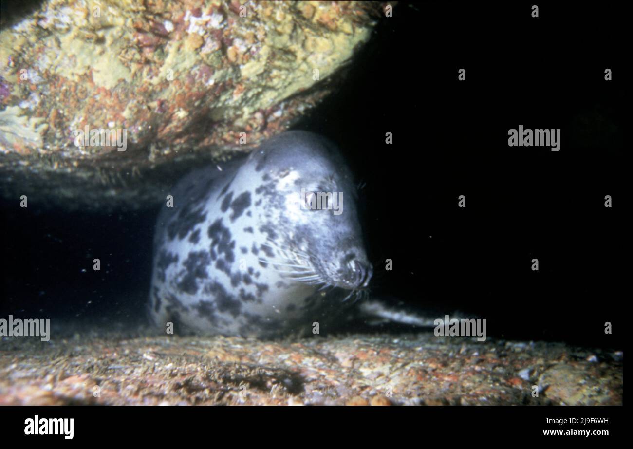 The grey seal, Phocidae, Sleep underwater. Found here wedged between two rock surfaces taking ...