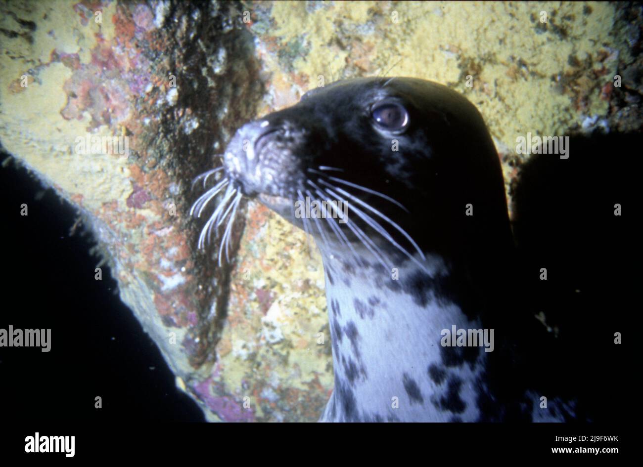 The grey seal, Phocidae, Sleep underwater. Found here wedged between two rock surfaces taking ...