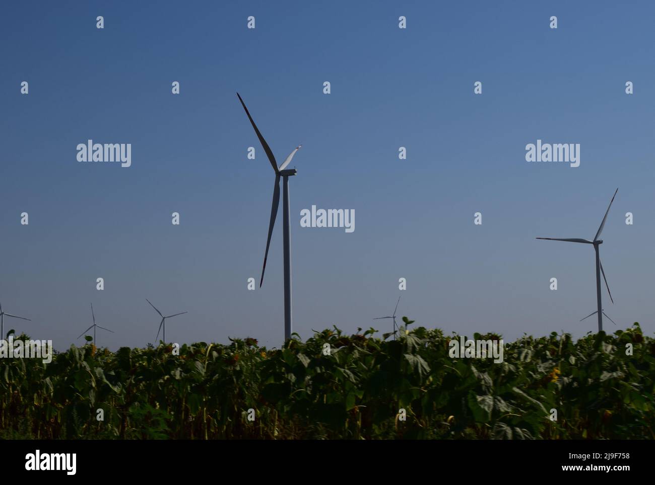 A field of windmills spin in front of a colorful evening sky. A wind ...