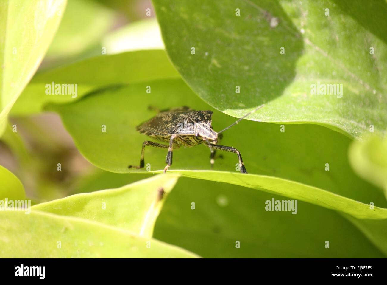 Brown marmorated stink bug (Halyomorpha halys) enjoying sunshine : pix ...